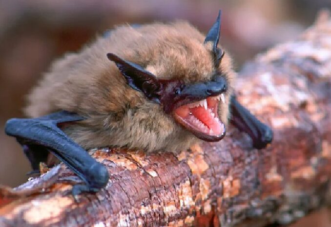 Bat Sonar Study - Chugach Regional Resources Commission (CRRC)