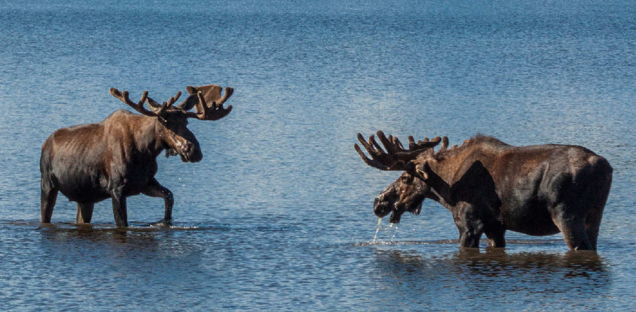 Lower Cook Inlet Moose Composition - Chugach Regional Resources ...
