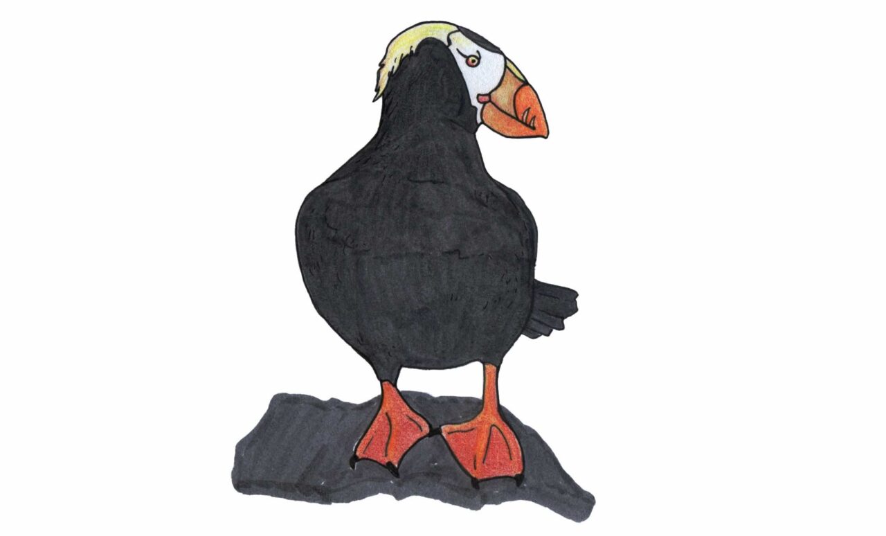 Horned and Tufted Puffins - Chugach Regional Resources Commission (CRRC)